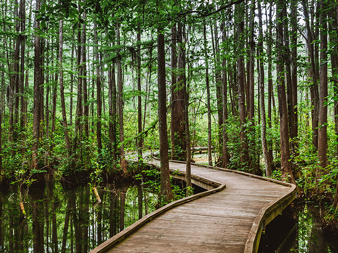 Mysterious boardwalks wind through ancient swamplands where Spanish moss creates nature's own gothic cathedral atmosphere.
