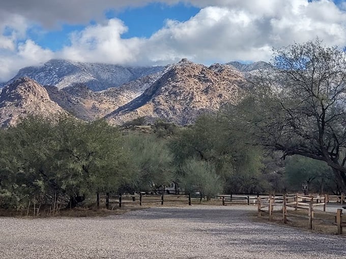The Santa Catalina Mountains create a dramatic backdrop for Catalina State Park's desert landscape.