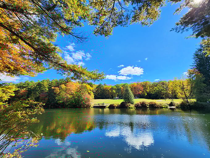 The forest at Hickory Run creates a cathedral of leaves. Nature's stained glass windows filtering the sunlight.
