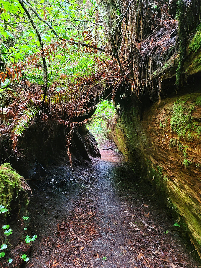 Hidden passages between moss-covered walls lead adventurers through prehistoric landscapes worthy of Jurassic Park itself.