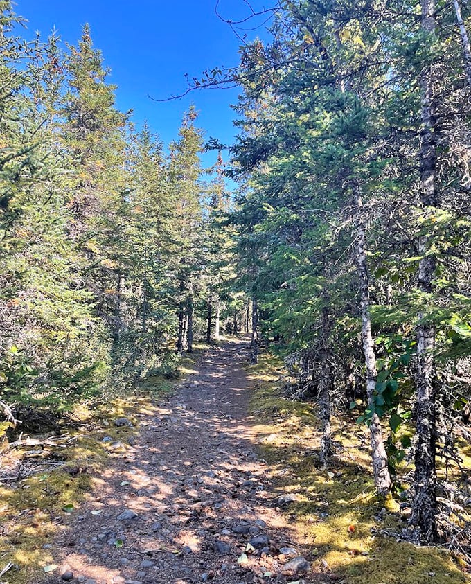 This humble trail through spruce and sunlight leads to views that make social media filters completely unnecessary.
