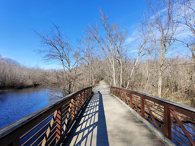 Winter's bare branches create nature's perfect sculpture garden along Killens Pond's tranquil shoreline.