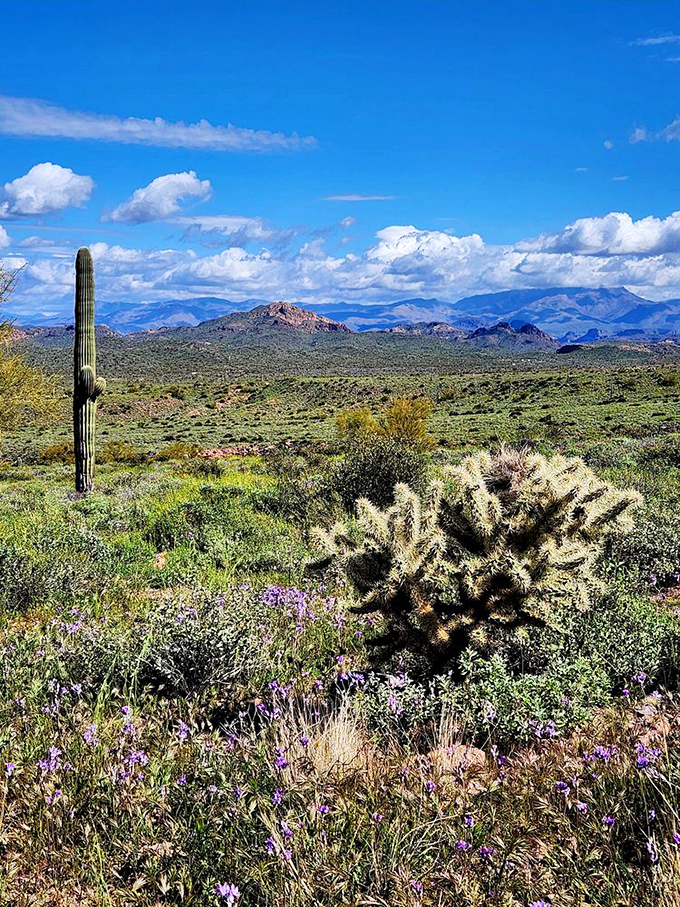 Purple wildflowers, golden cholla, and distant mountains combine into one spectacular desert masterpiece worth framing.