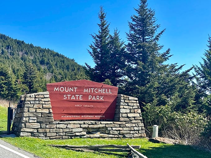 Welcome to Mount Mitchell, where North Carolina pretends to be Colorado for a day and absolutely nails the performance.
