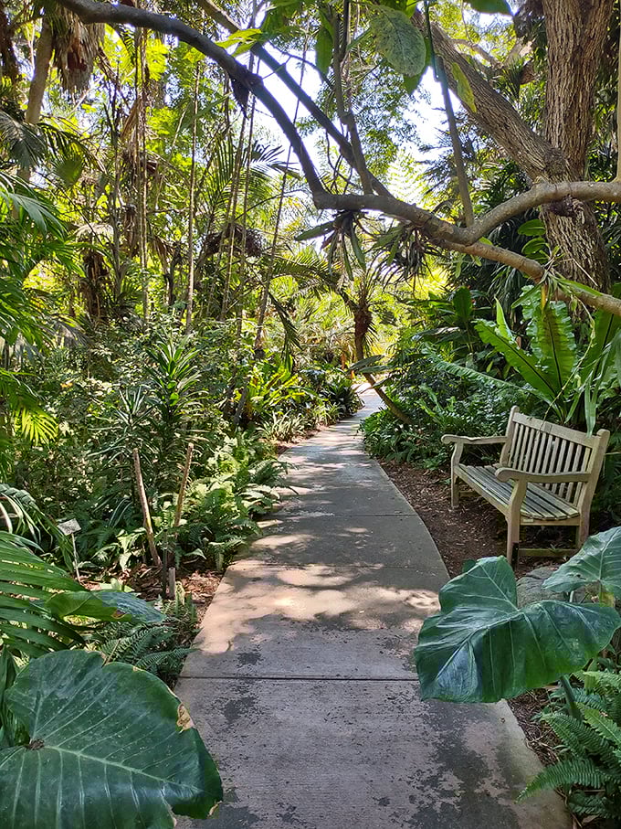Dappled sunlight creates nature's spotlight on this tropical pathway. The perfect setting for pretending you're in a meditation app commercial.