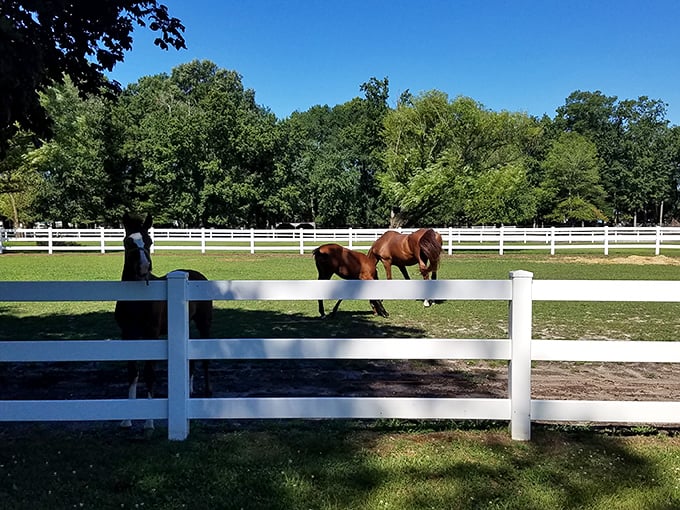 These horses aren't just farm animals&mdash;they're living symbols of Greenwood's connection to a simpler time when horsepower meant actual horses.