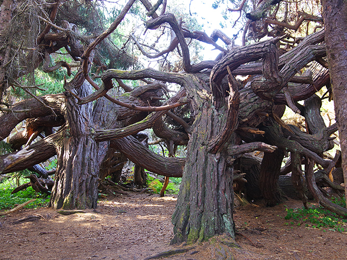 These ancient trees have twisted themselves into natural sculptures that would make Salvador Dal&iacute; nod in artistic approval.