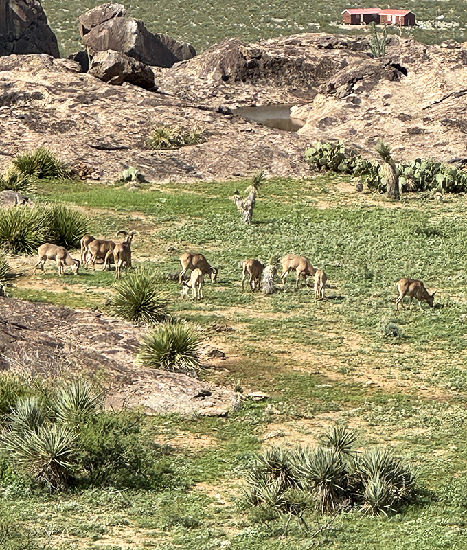 Dinner time in the desert! These Barbary sheep (technically aoudad) don't need reservations to enjoy the finest greens Hueco Tanks has to offer.