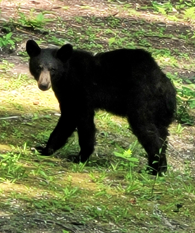 "Excuse me, did someone order room service?" Kentucky's wild residents occasionally make appearances, reminding visitors whose home they're really visiting.