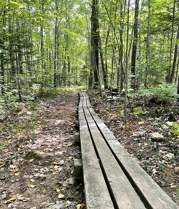 Nature's boardwalk through the Big Ravine forest offers a wooden highway where squirrels have the right of way.