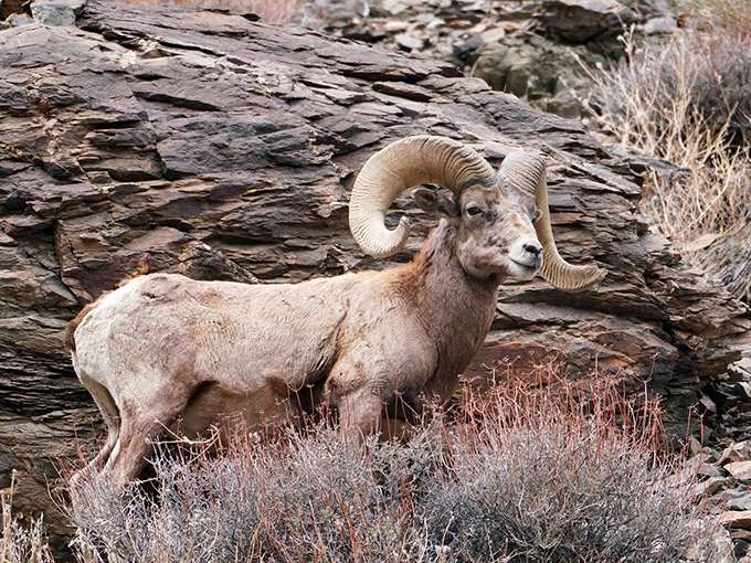 Nature's runway model: A bighorn sheep poses majestically, clearly aware he's the true owner of this spectacular landscape.