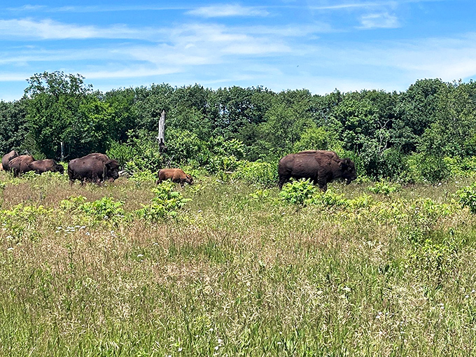 The bison herd roams freely across restored prairie, living history on the hoof. These magnificent beasts look right at home.