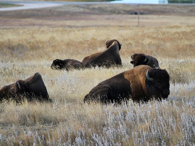 "Just another day at the office," think these majestic bison, lounging in prairie grass while tourists frantically reach for their cameras.