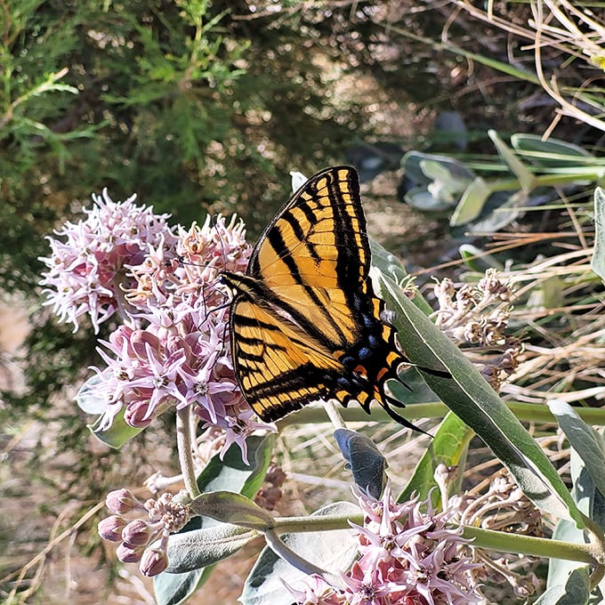 Even butterflies know a good thing when they see it&mdash;this swallowtail found paradise among Makoshika's resilient wildflowers.
