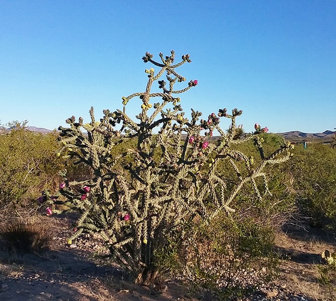 This cholla cactus blooming with vibrant pink flowers is nature's way of saying, "Yes, I can be both prickly AND pretty."