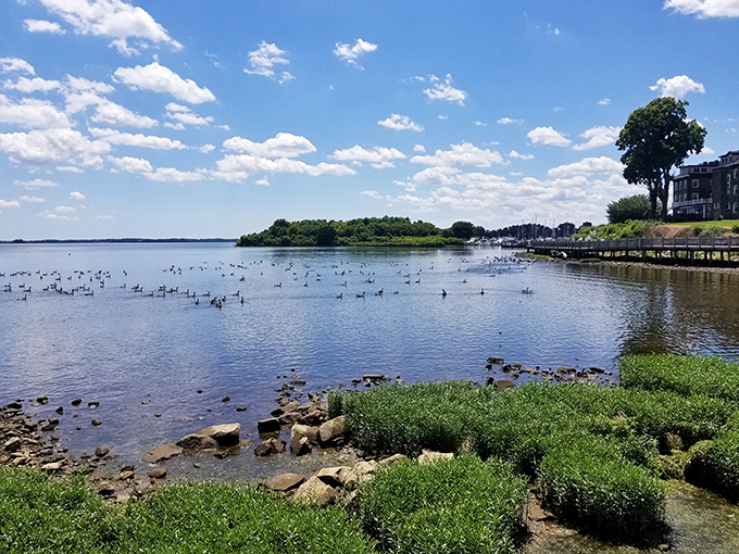 A waterfowl convention gathers in the calm waters of the Chesapeake. These geese clearly know where the prime real estate is located.