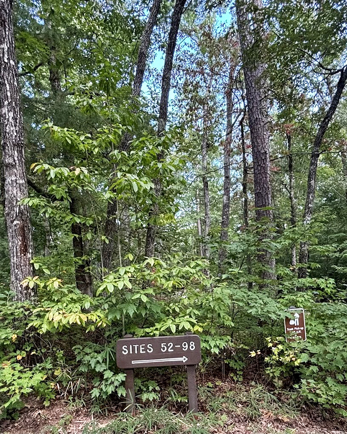 Wooden signs point the way through the forest cathedral. Getting lost here feels more like an opportunity than an inconvenience.