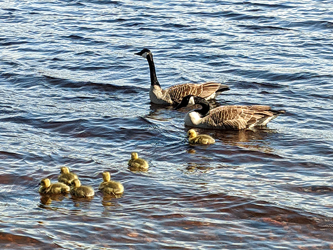Canada geese family outing&mdash;where the parents always look slightly stressed while the kids paddle around with reckless abandon. Sound familiar?