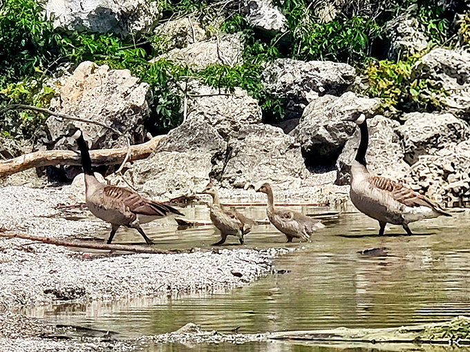 Canada geese family outing looks suspiciously like your last holiday gathering&mdash;two adults herding youngsters while pretending to have a plan.