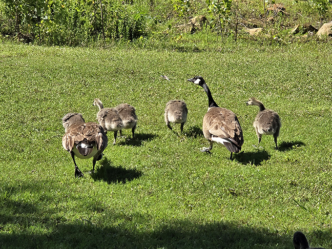 The welcoming committee has arrived! These Canada geese patrol the grounds with the authority of tiny feathered security guards.
