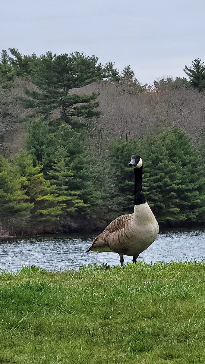 This Canada goose clearly thinks he's the park manager, inspecting the shoreline with military precision.