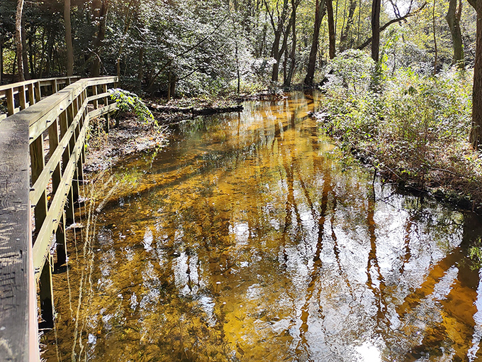 Chapel Branch Nature Trail reveals Delaware's natural beauty with reflective waters and wooden walkways. Proof that retirement doesn't mean the adventure stops&mdash;it just slows to a more appreciative pace.