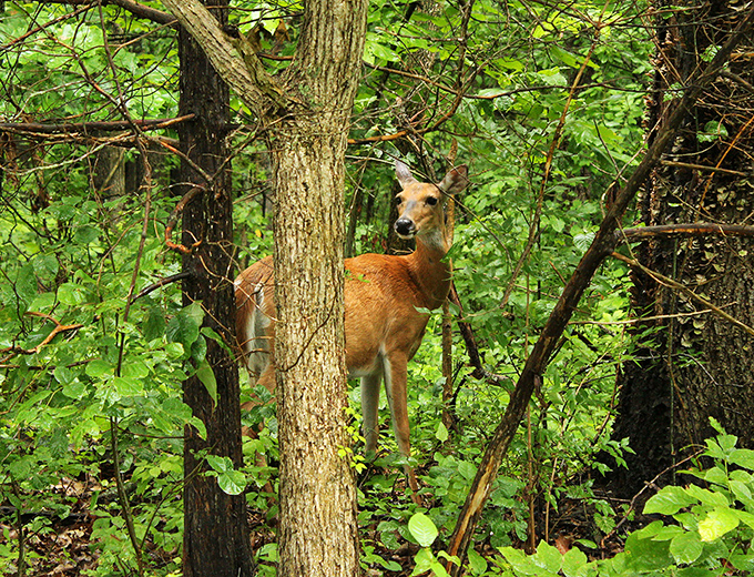 Excuse me, did I interrupt something? A white-tailed deer poses for what might be Missouri's most perfect wildlife portrait.