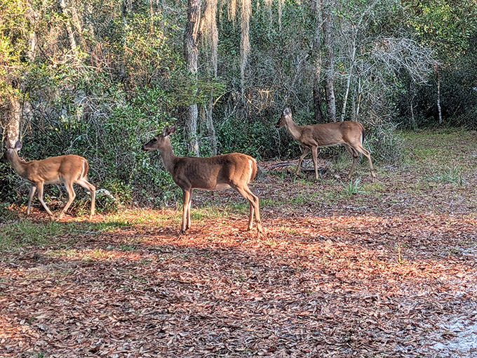 The local welcoming committee doesn't say much, but their graceful presence reminds you that you're a visitor in their neighborhood.