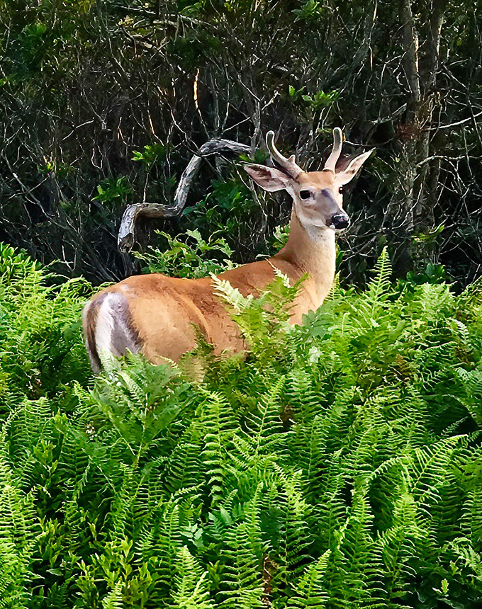 The local welcoming committee pauses for a portrait. Those ears aren't just for show&mdash;they heard you coming from half a mile away.