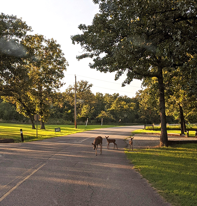 The local welcoming committee doesn't stand on ceremony. These Osage Hills residents have mastered the art of elegant road crossing.