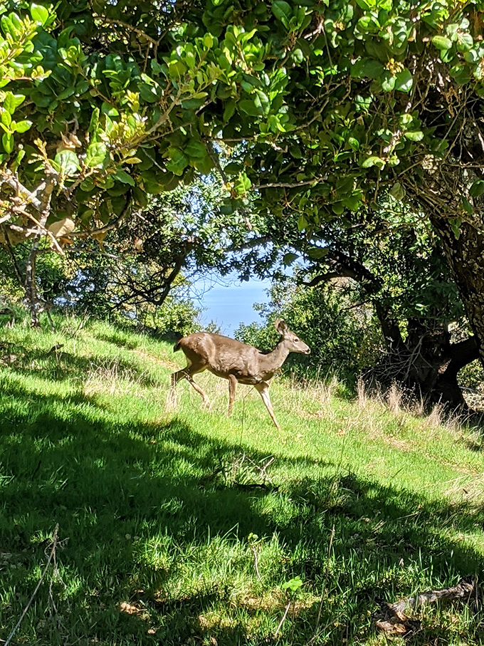 Local residents don't mind sharing their space &ndash; this deer pauses mid-brunch to remind you who really owns these hillsides.