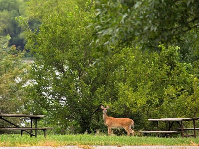 Local deer posing like a professional model &ndash; apparently even the wildlife knows this place is special.