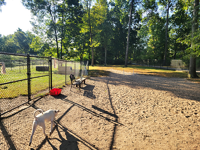 The dog park offers furry retirement companions their own social scene&mdash;no membership fees required.
