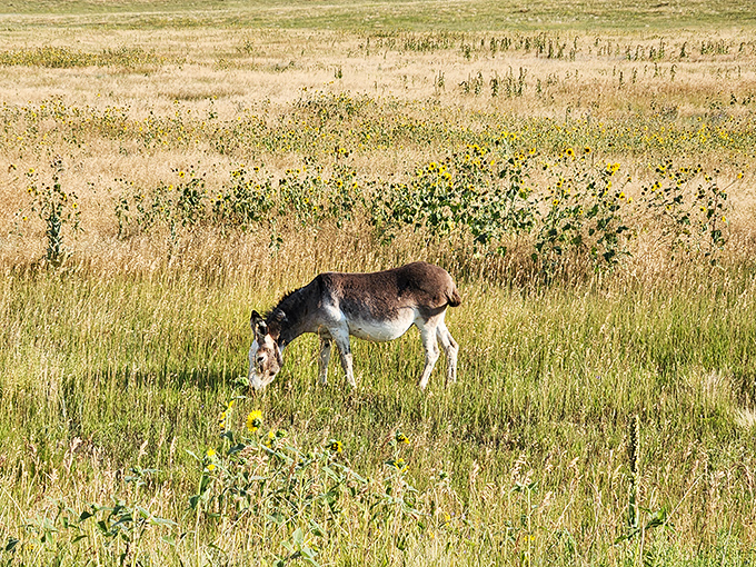 Even the local wildlife stops to admire views that belong on postcards nobody sends anymore.