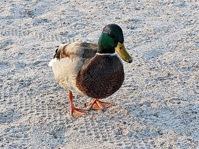 The local welcoming committee has feathers and isn't shy about inspecting your picnic supplies. Bread offerings accepted but not expected. 
