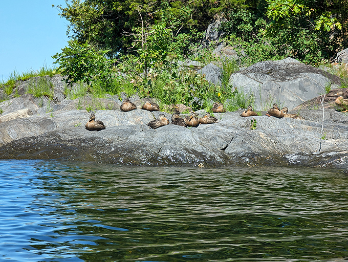 These ducks have claimed the best waterfront real estate and aren't accepting any competing offers.