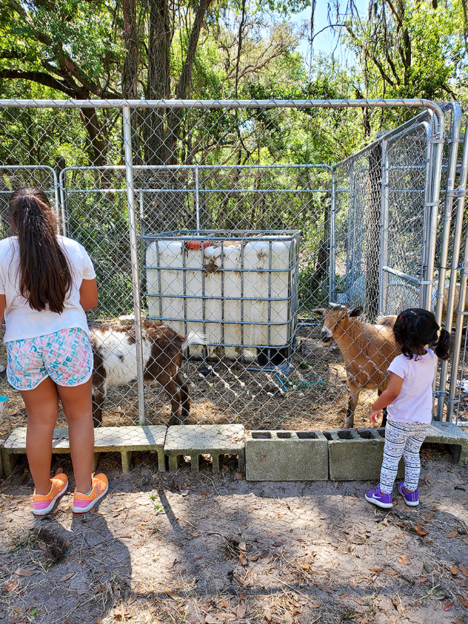 Little faces light up at the farm's animal residents, proving that while strawberries might be the headliners, these furry sidekicks steal plenty of scenes.