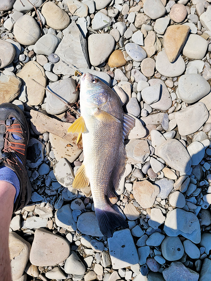 The fisherman's trophy moment&mdash;proof that patience by Lake Erie's shores eventually rewards you with dinner.