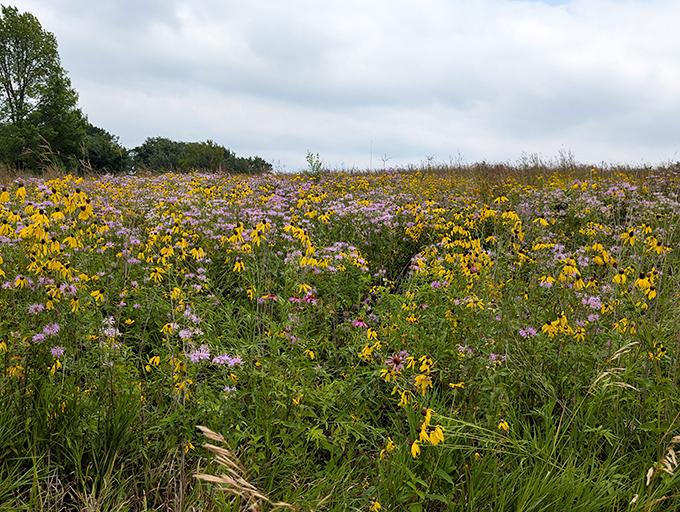 Nature's confetti! The prairie wildflowers at Lake Herman create a kaleidoscope of color that no Instagram filter could improve.