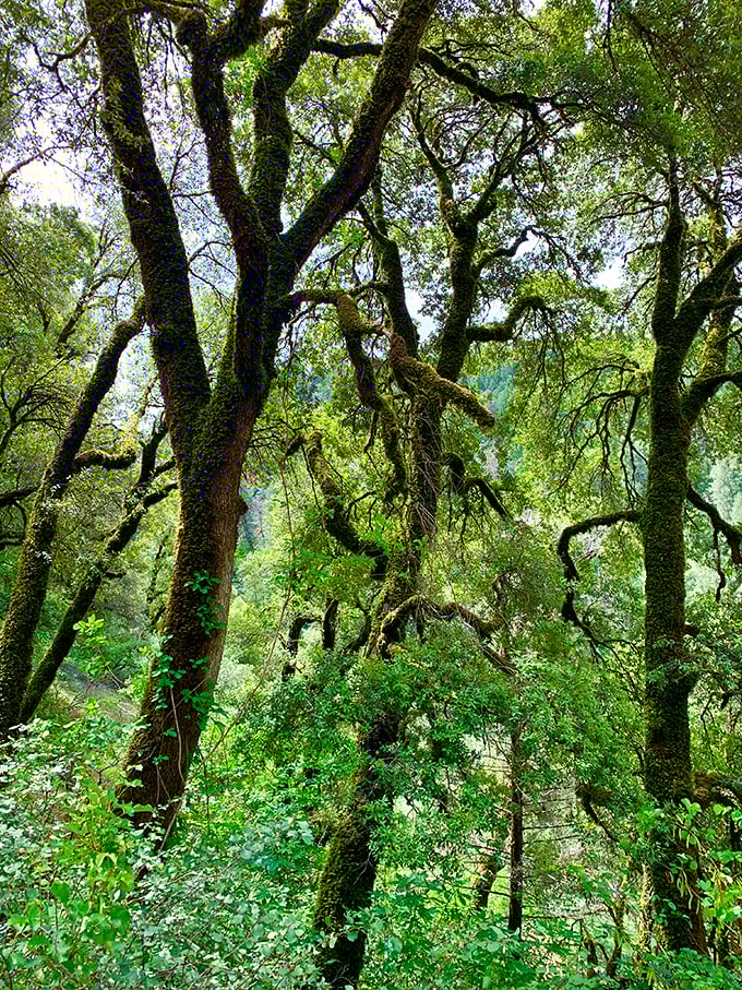 Cathedral-like canopies of moss-draped oaks create natural shade that no beach umbrella could ever rival. Nature's air conditioning at its finest.
