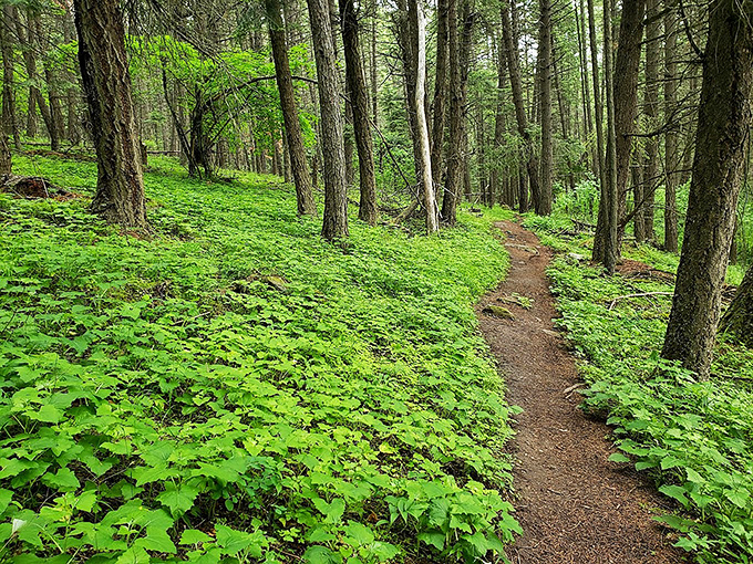 Nature's carpet of vibrant green unfurls along this forest trail, inviting hikers to follow it like Dorothy's yellow brick road.