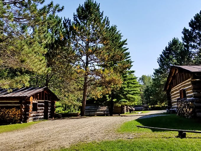 These log cabins at the Forest History Center whisper tales of lumber barons and hardy pioneers who shaped Minnesota's identity with sweat and sawdust.