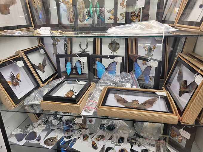 These preserved butterflies and insects are nature's art gallery, framed moments of fleeting beauty captured for eternity behind glass.