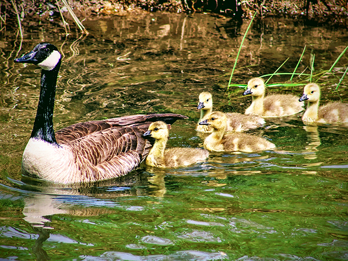 Nothing says spring quite like a mama goose proudly leading her fuzzy entourage through the peaceful park waters.