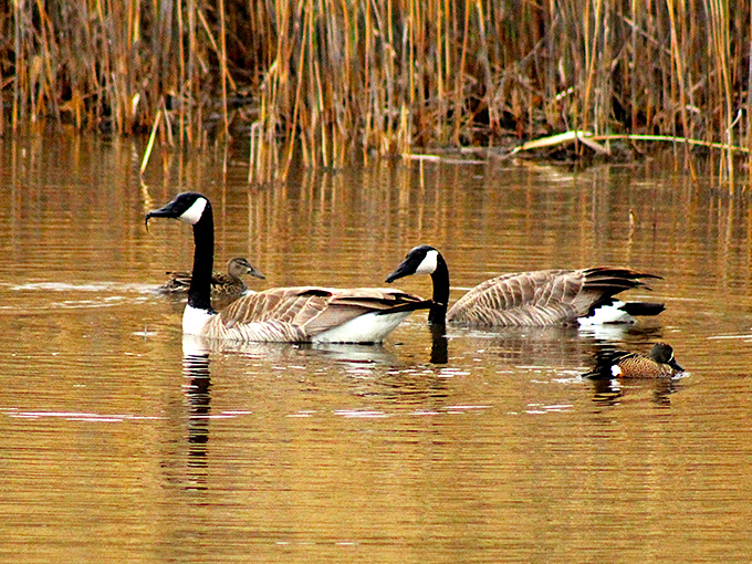 Canada geese glide through golden waters at sunset, nature's synchronized swimming team. No judges necessary&mdash;they've already won gold.
