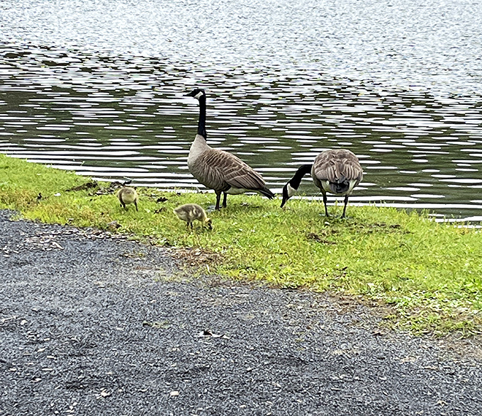 The local welcoming committee struts their stuff lakeside. These Canada geese clearly didn't get the memo about maintaining a low profile around visitors.