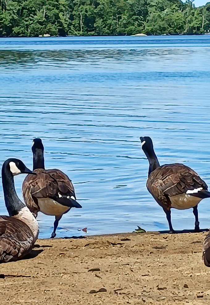 The park's unofficial welcoming committee has strong opinions about sharing your picnic. These geese negotiate with intimidation tactics worthy of Wall Street.