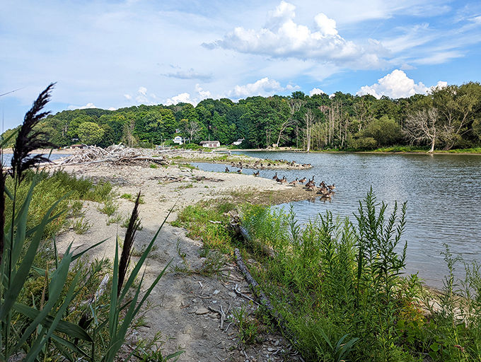 Waterfront real estate, duck edition. These feathered residents have clearly secured the best spot for their afternoon gathering.