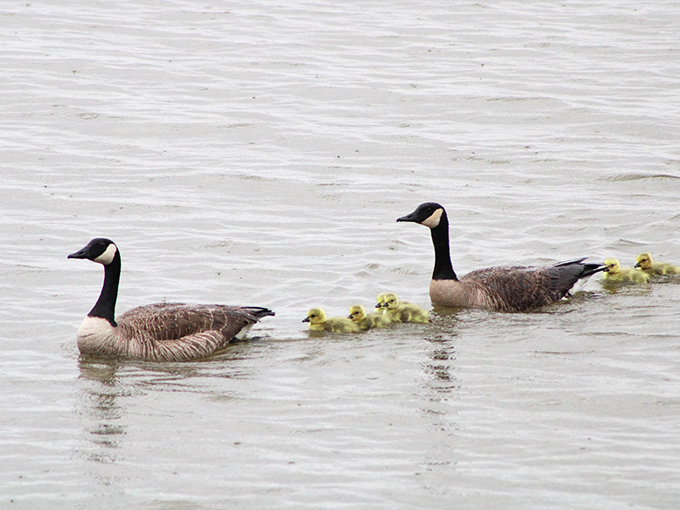 Canada geese leading their fuzzy entourage like nature's most adorable parade float.