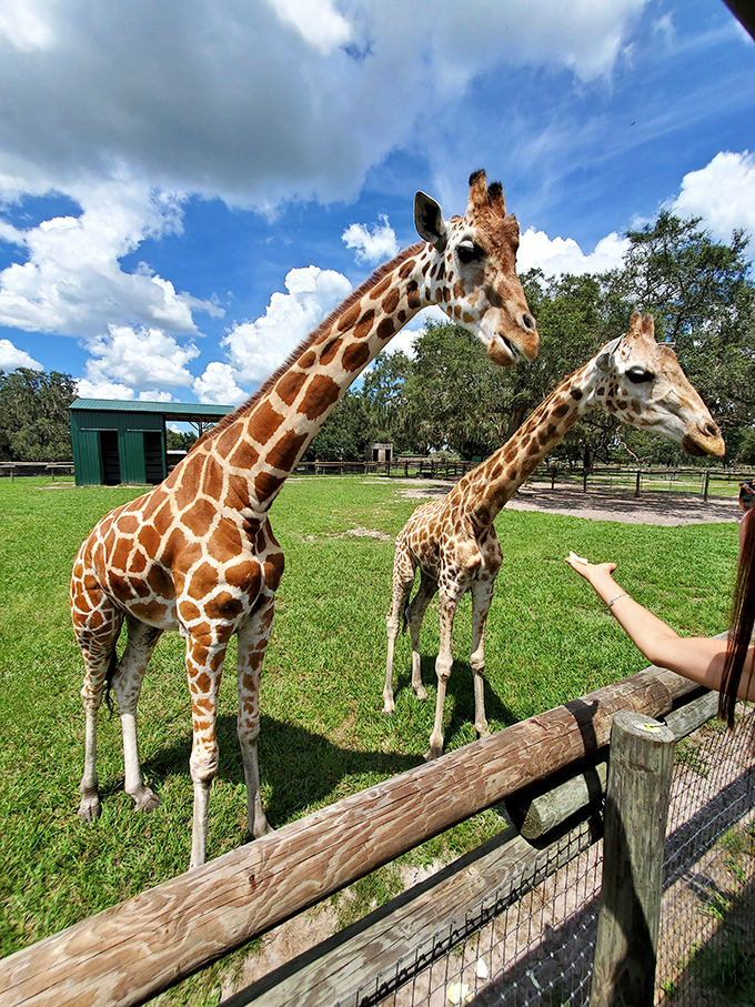 At Giraffe Ranch, these gentle giants bend down to say hello, proving Florida offers wildlife encounters beyond alligators and snowbirds.
